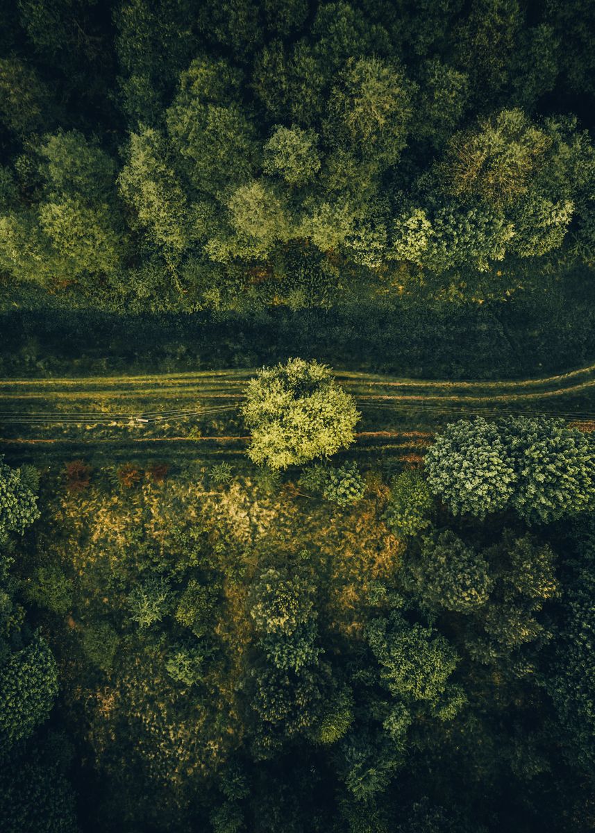 'The tree' Poster, picture, metal print, paint by Adam Stolarczyk ...