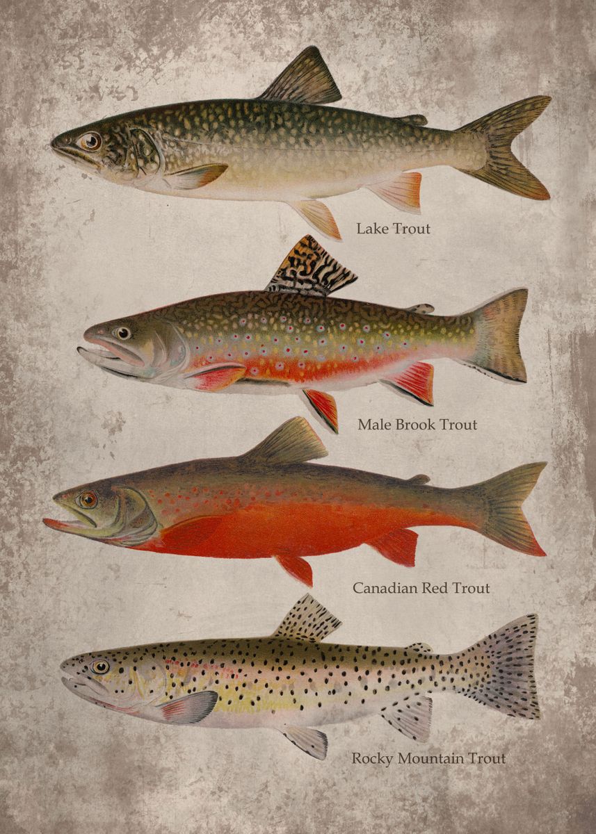 'Trout Fish Art Print' Poster, picture, metal print, paint by XandYart ...