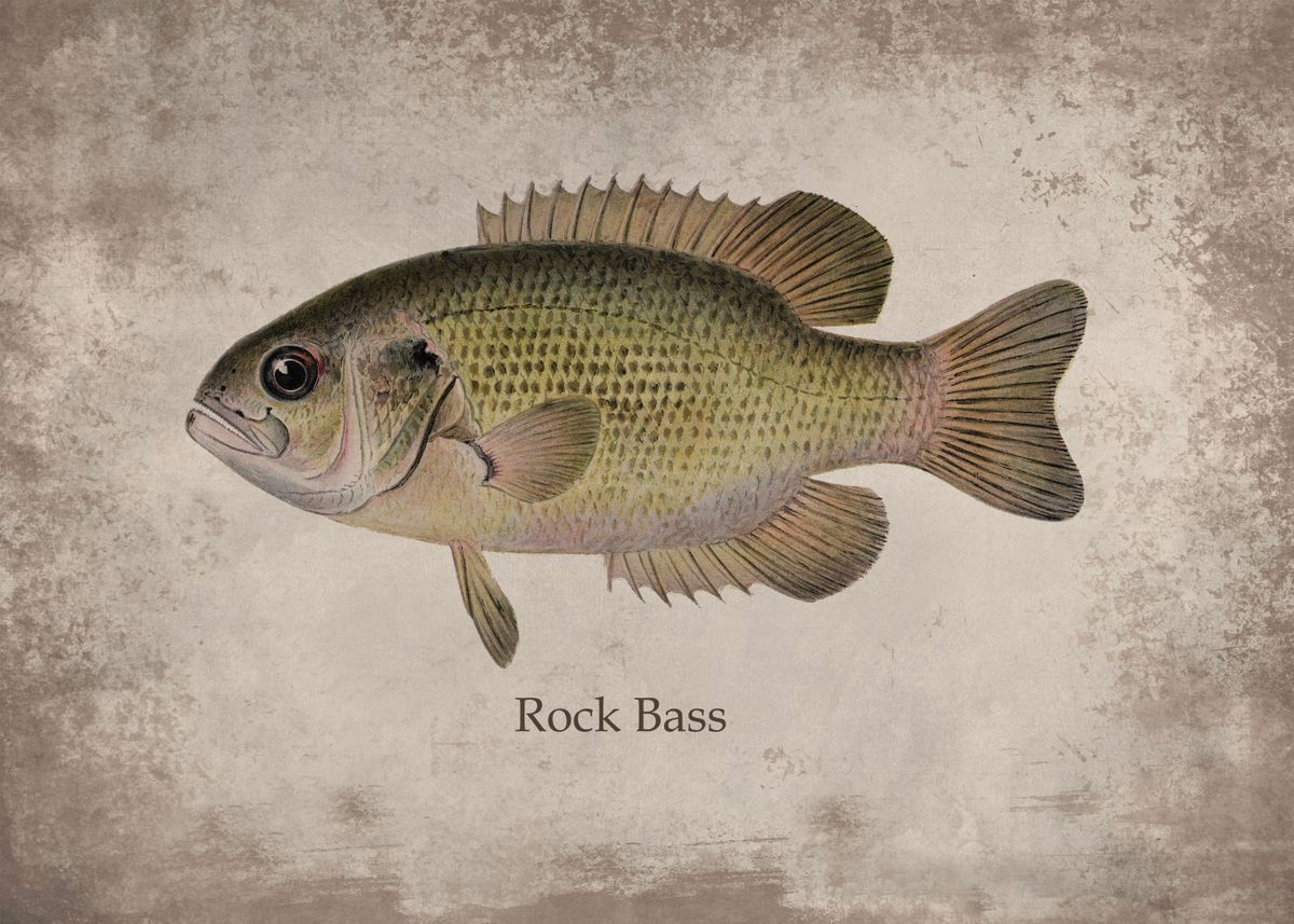 'Rock Bass' Poster by XandYart | Displate