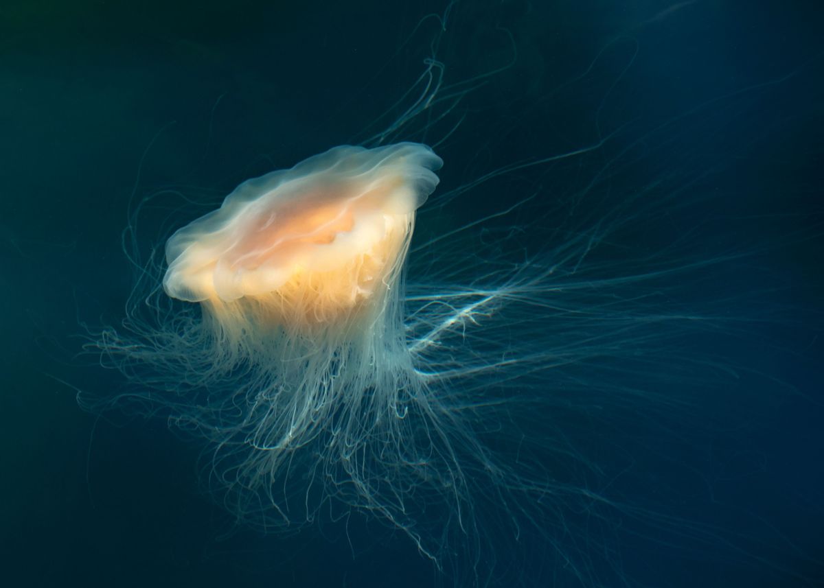 'Bright floating jellyfish' Poster by anamaria tudor | Displate