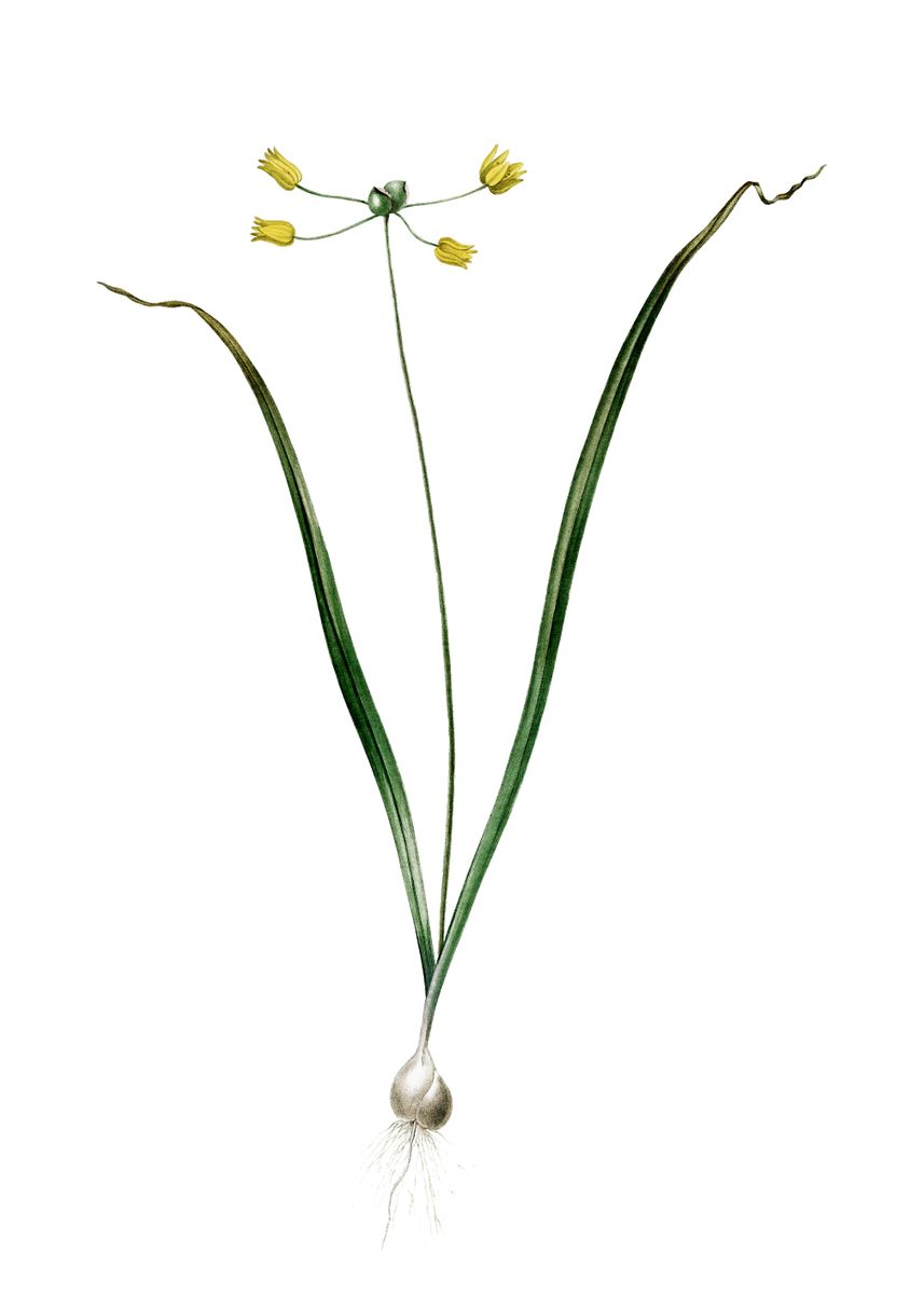 'Allium Scorzonera Folium' Poster, picture, metal print, paint by Holy ...