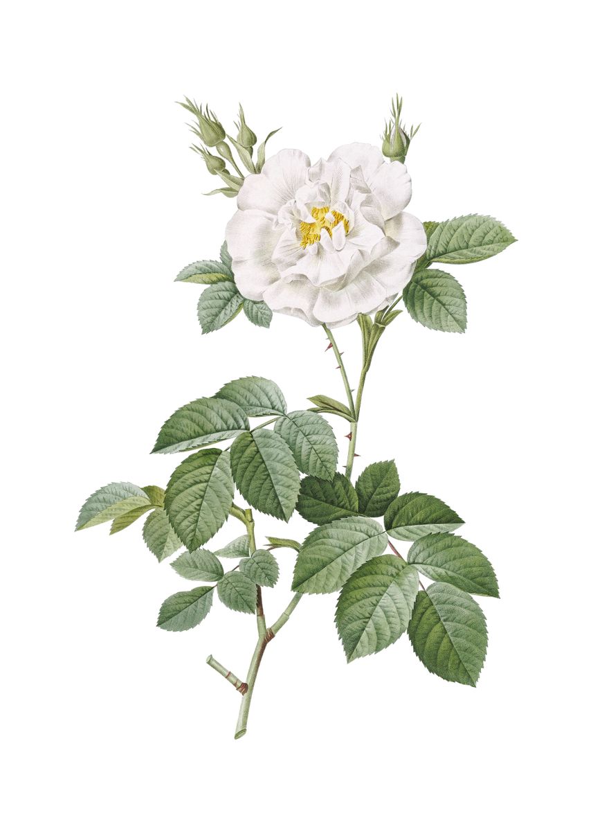 'Vintage White Rose Flower' Poster by Holy Rock Design | Displate