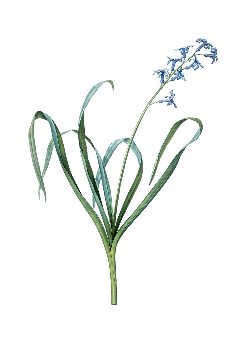 'Vintage Dutch Hyacinth' Poster by Holy Rock Design | Displate