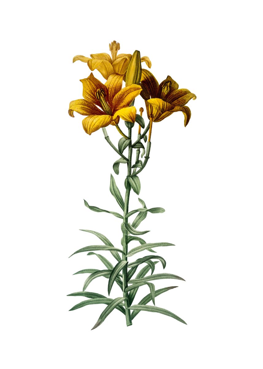 'Vintage Fire Lily on White' Poster by Holy Rock Design | Displate