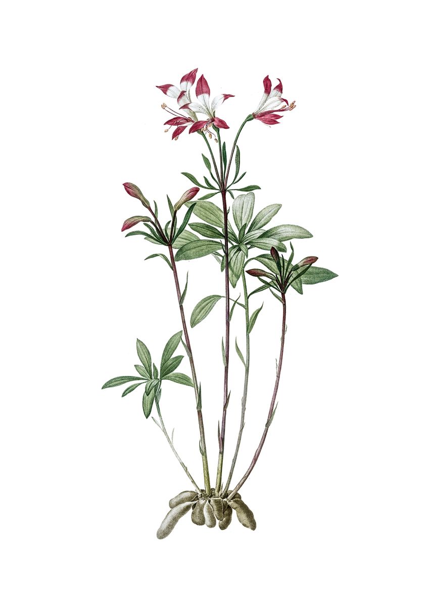 'Vintage Lily of the Incas' Poster by Holy Rock Design | Displate