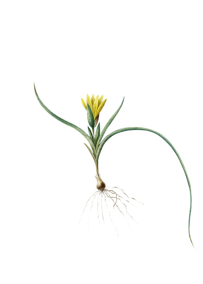 'Vintage Ixia Recurva' Poster, picture, metal print, paint by Holy Rock ...