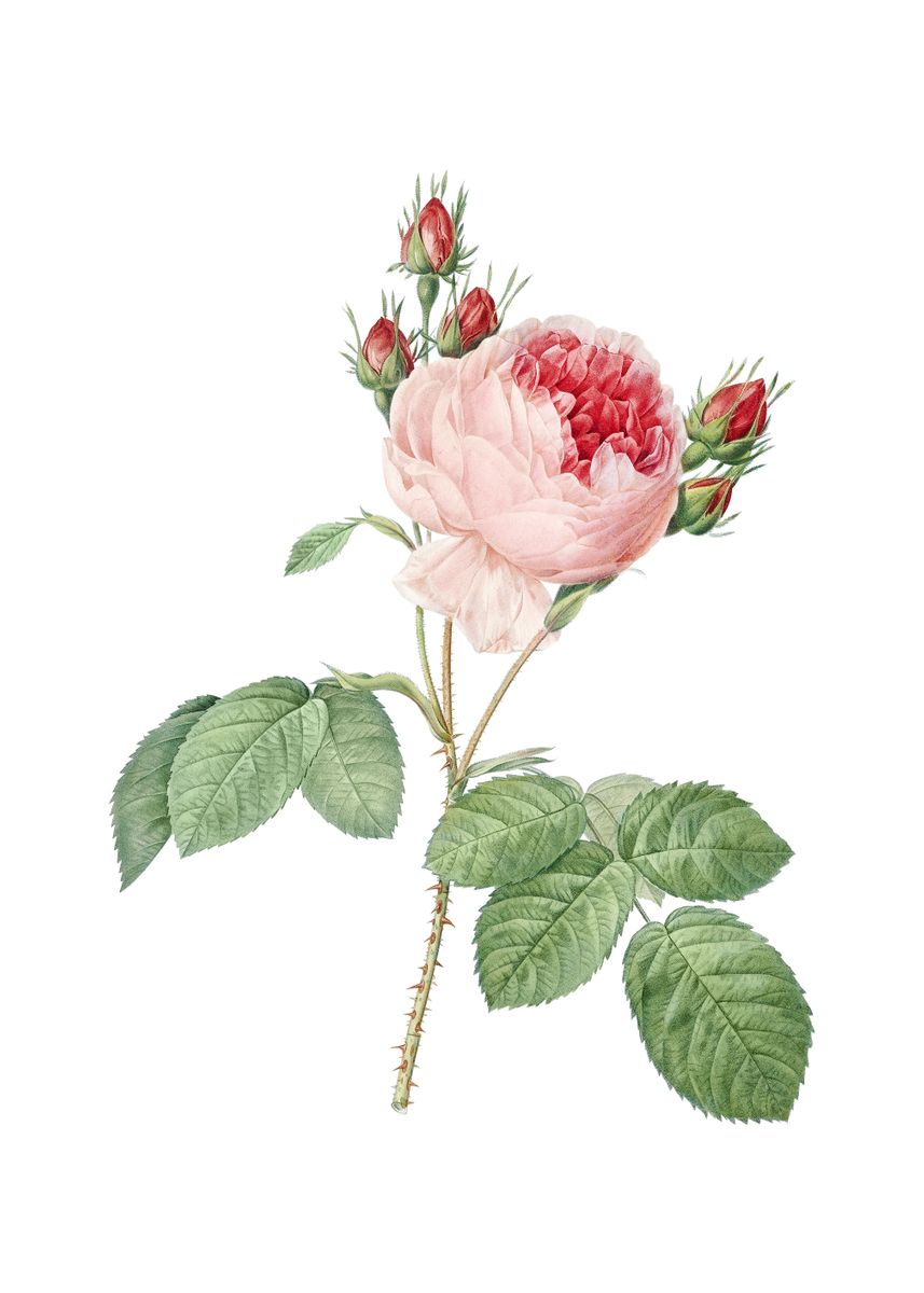 'Vintage Pink Cabbage Rose' Poster by Holy Rock Design | Displate