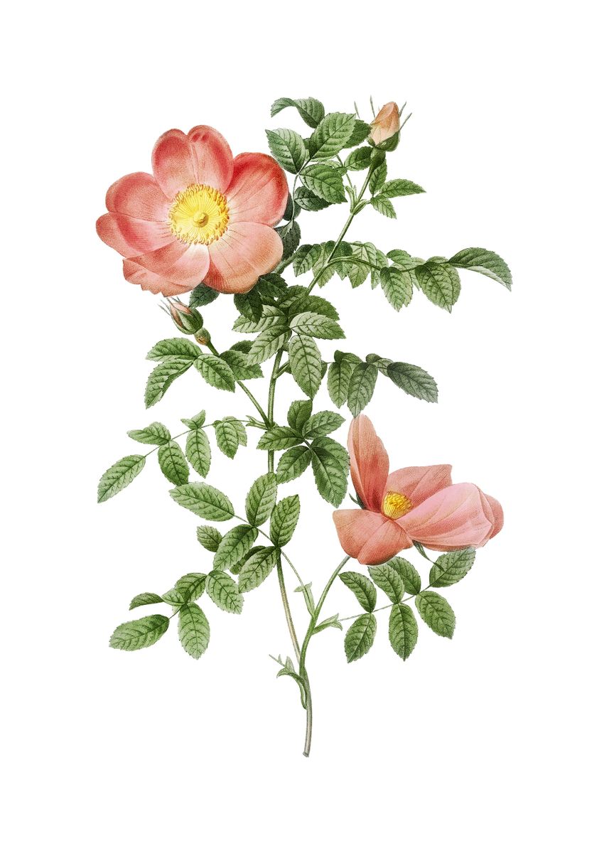 'Red Sweetbriar Rose Flower' Poster, picture, metal print, paint by ...