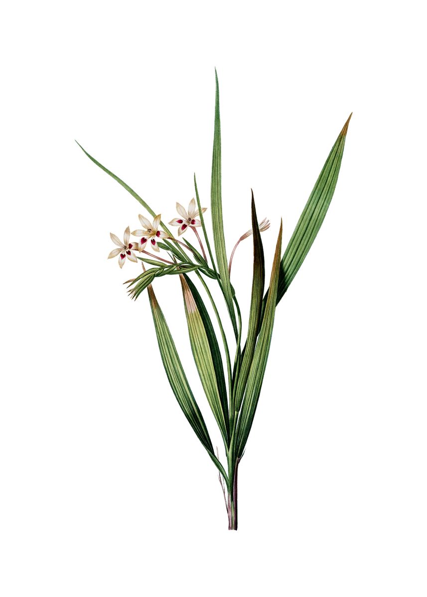 'Vintage White Baboon Root' Poster by Holy Rock Design | Displate