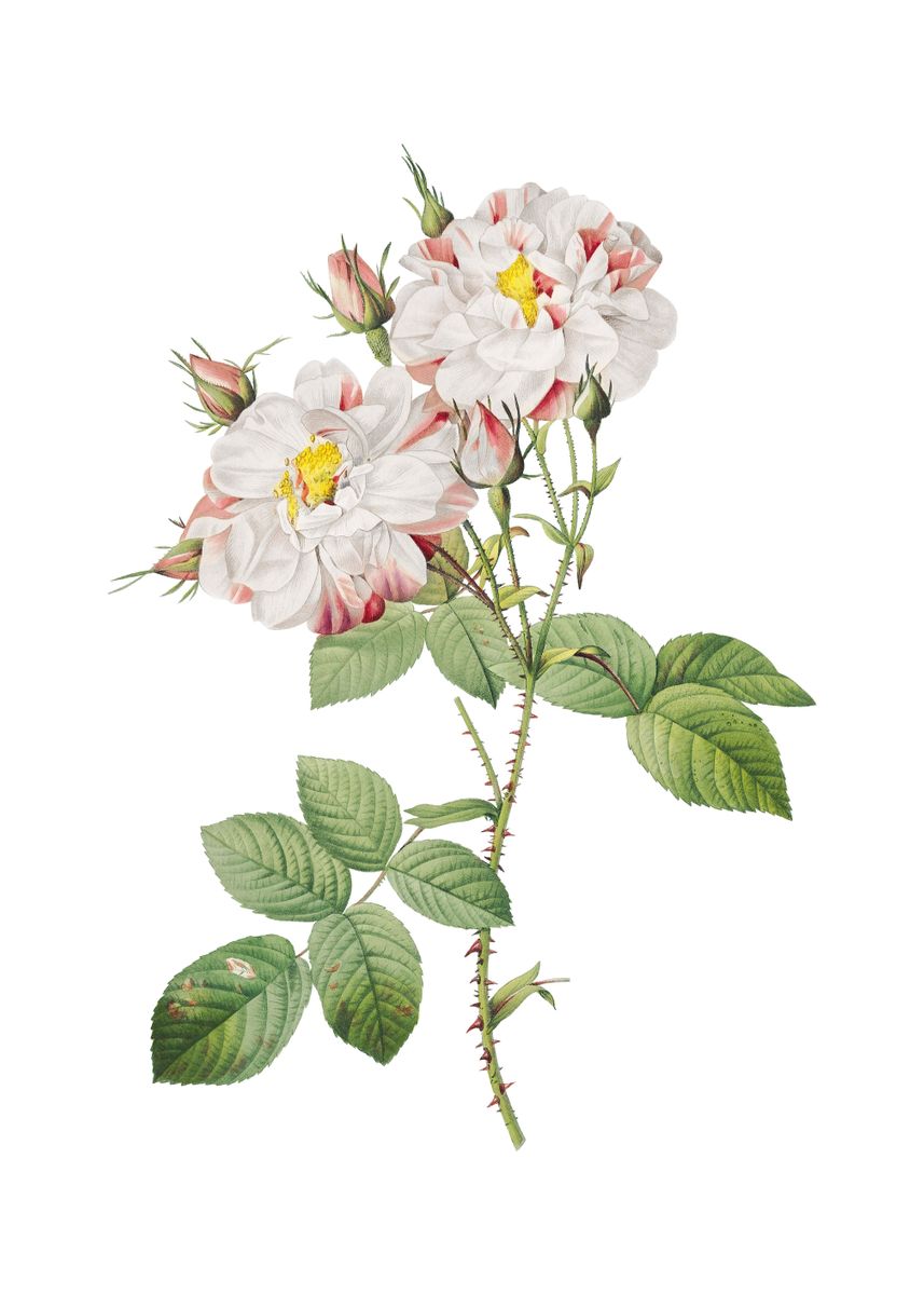 'Vintage White Damask Rose' Poster, picture, metal print, paint by Holy ...