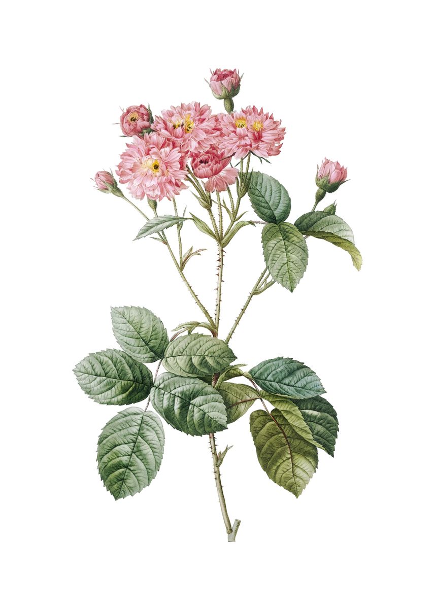 'Vintage Pink Rosebush' Poster by Holy Rock Design | Displate