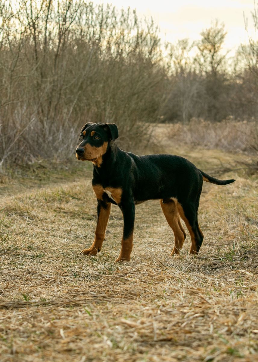 'Proud puppy' Poster, picture, metal print, paint by MyLuckyCharms ...