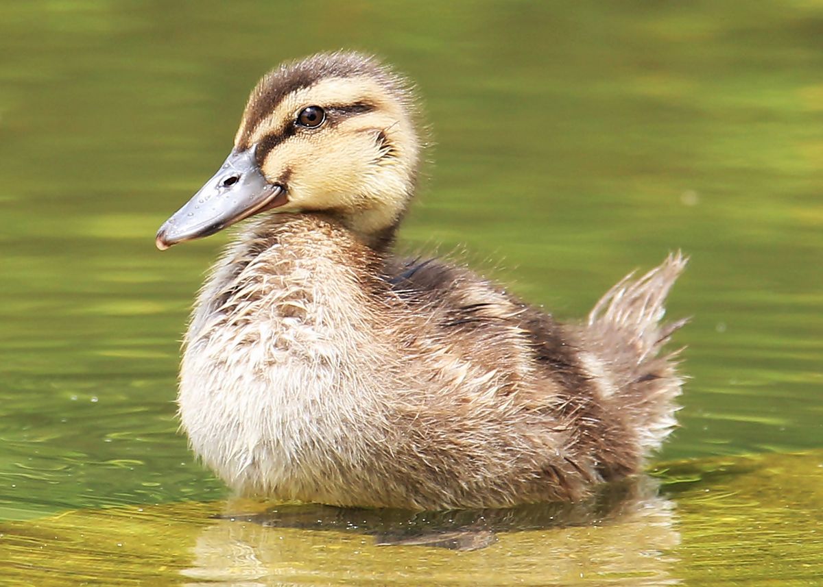 'Animals Cute Duck Cub Wild' Poster by WorldTravel Displate Art | Displate