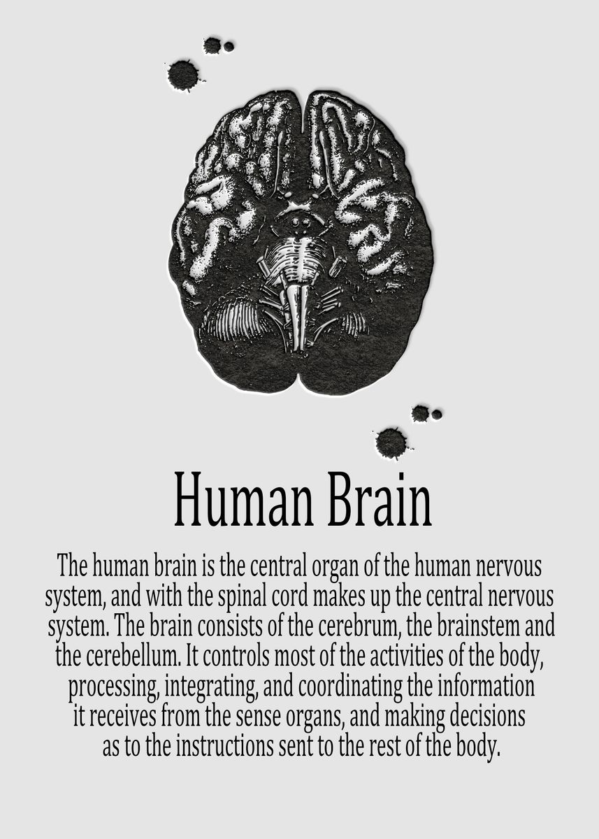 'Human brain' Poster by Clayborne Frank | Displate