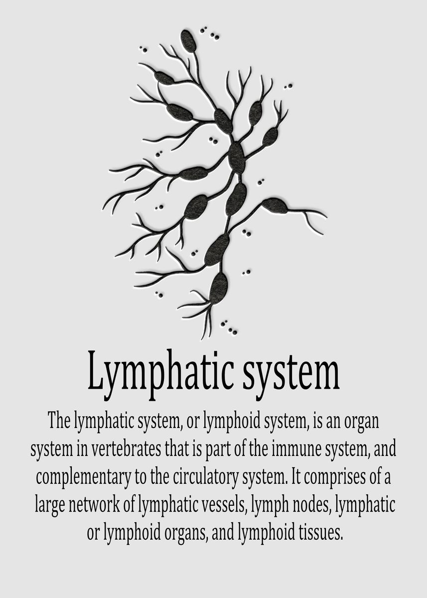 'Lymphatic system' Poster, picture, metal print, paint by Clayborne Frank | Displate