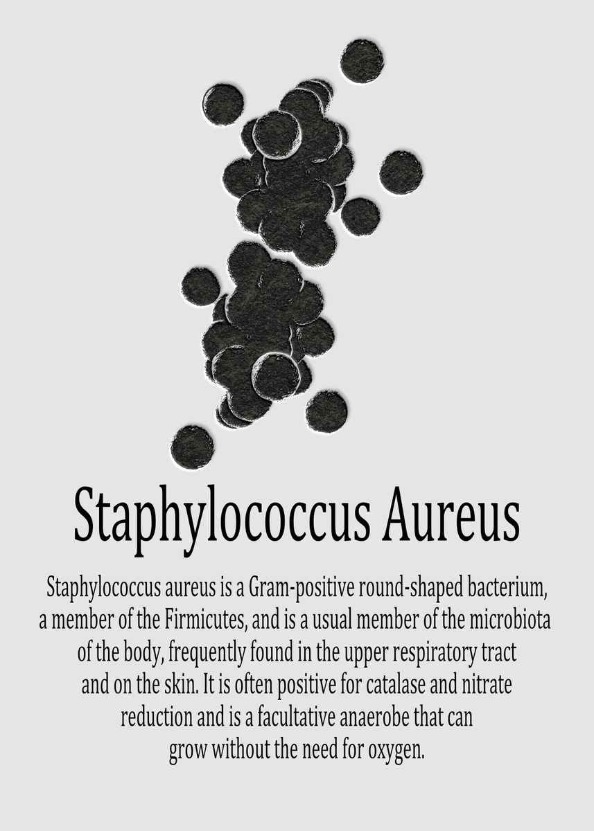 'Staphylococcus Aureus' Poster, picture, metal print, paint by ...
