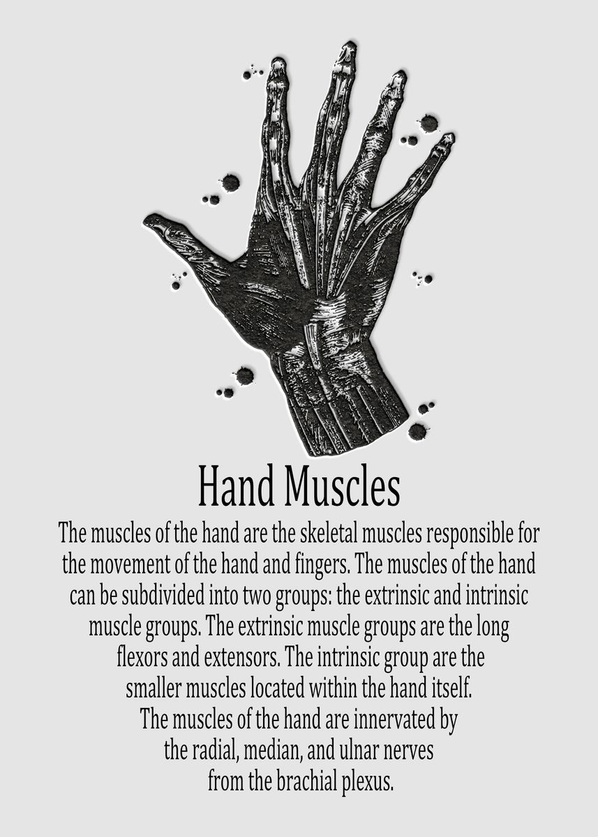 'Hand Muscles' Poster, picture, metal print, paint by Clayborne Frank ...