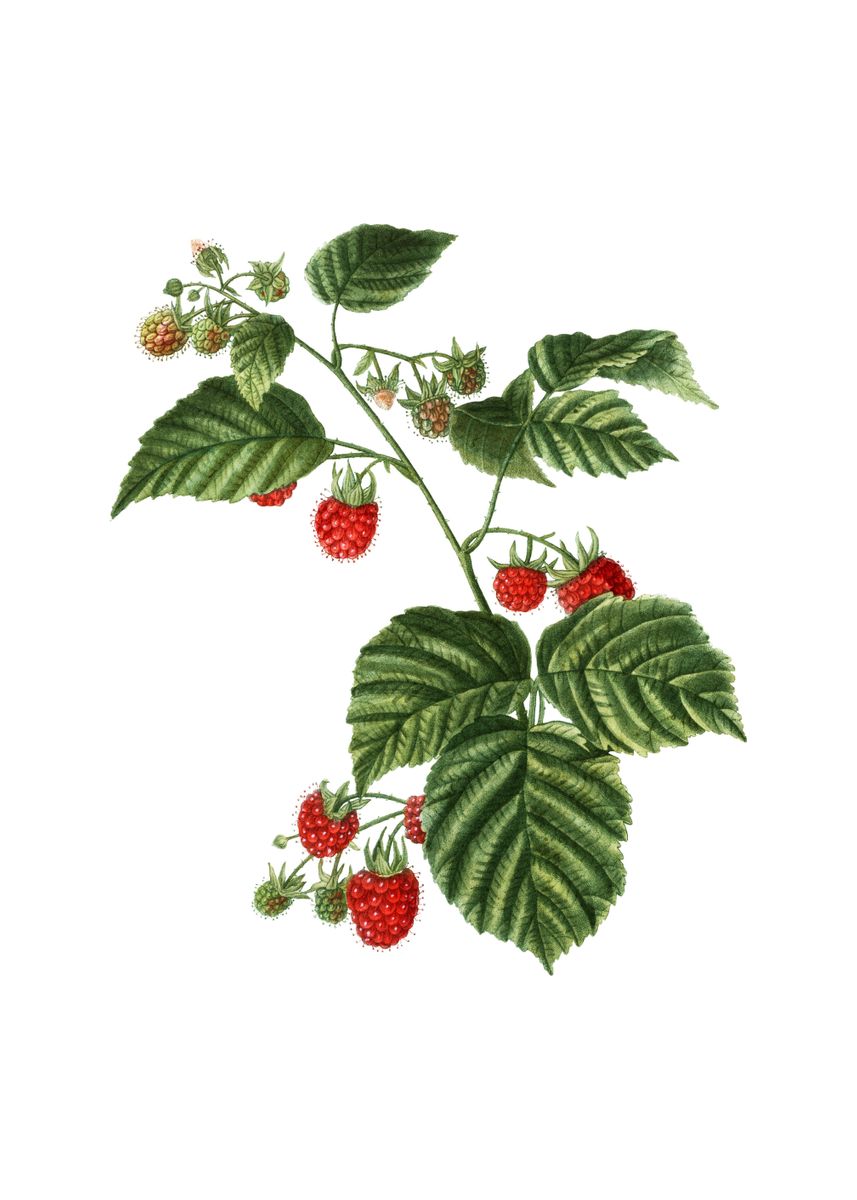 'Vintage Raspberry on White' Poster by Holy Rock Design | Displate