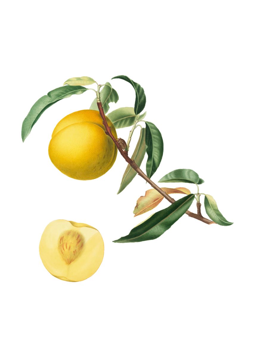 'Vintage Peach on White' Poster, picture, metal print, paint by Holy ...