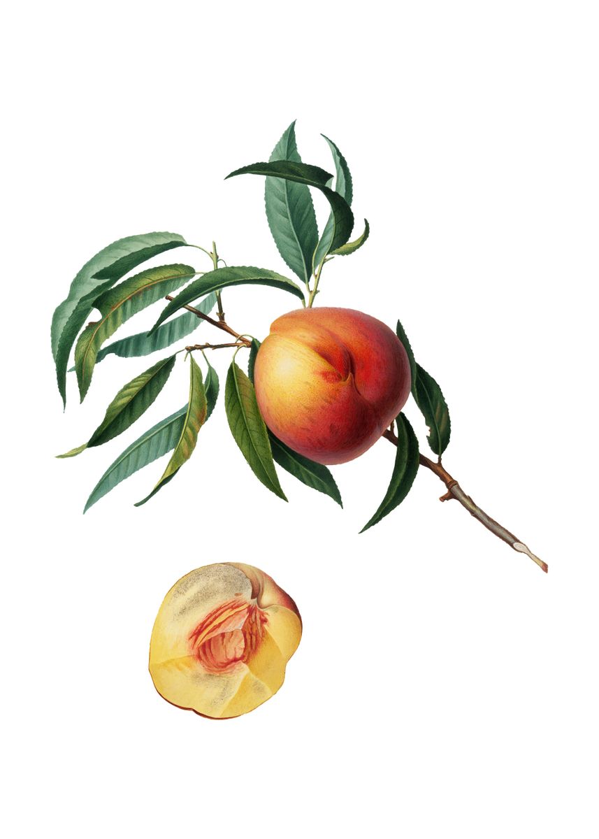 'Vintage Peach on White' Poster, picture, metal print, paint by Holy ...