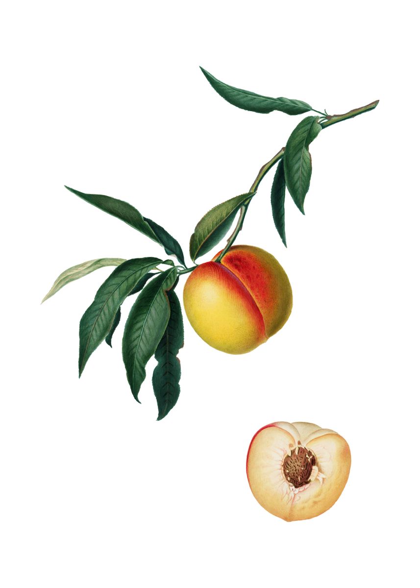 'Vintage Peach on White' Poster by Holy Rock Design | Displate