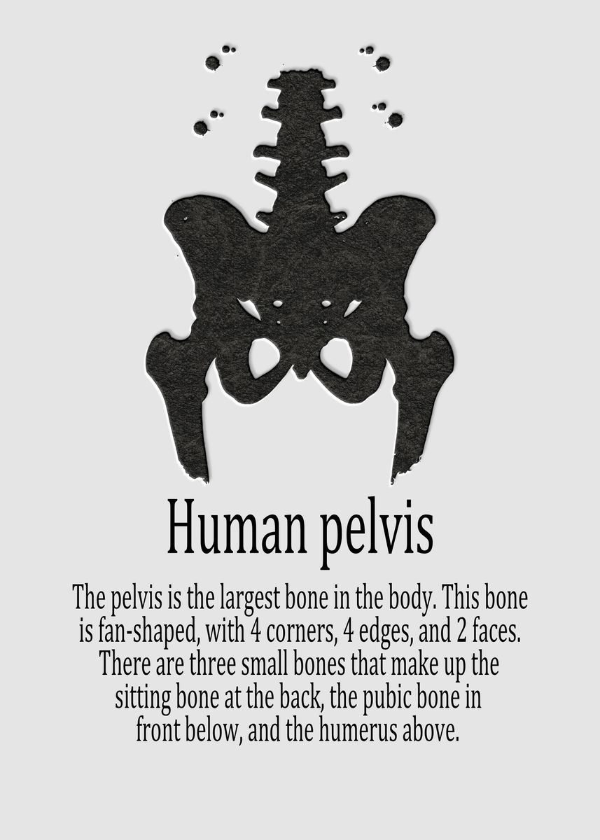 'Human pelvis' Poster by Clayborne Frank | Displate