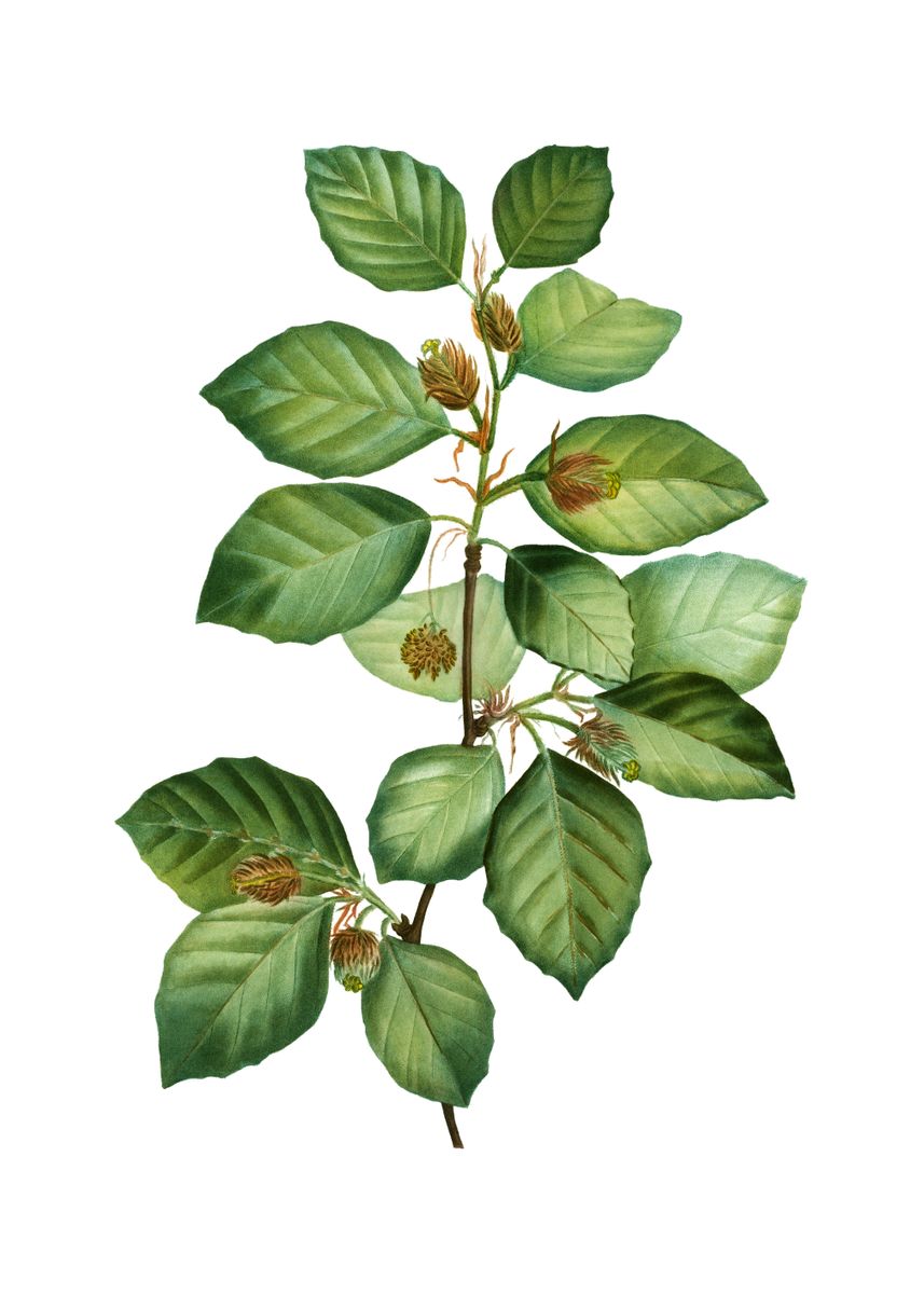 'Vintage European Beech' Poster, picture, metal print, paint by Holy ...