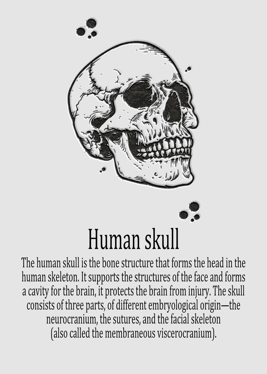 'Human skull' Poster by Clayborne Frank | Displate