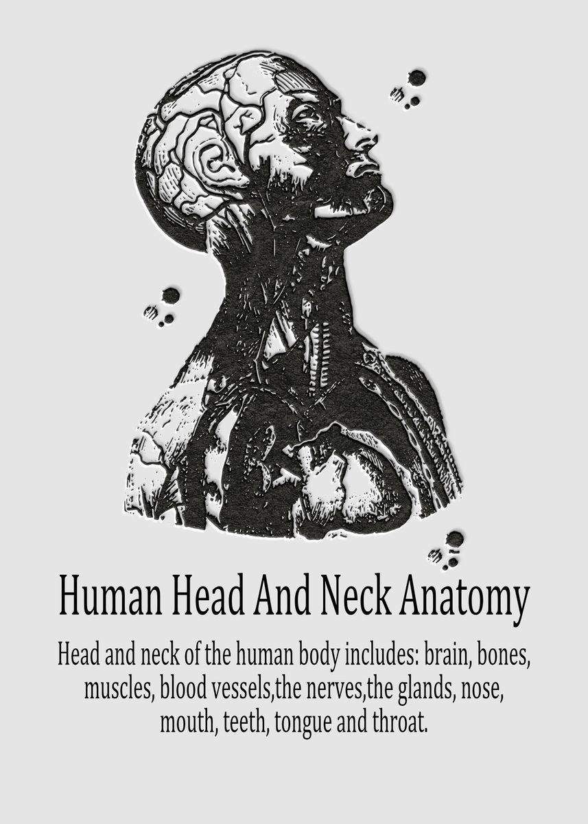 'Human head and neck' Poster, picture, metal print, paint by Clayborne ...