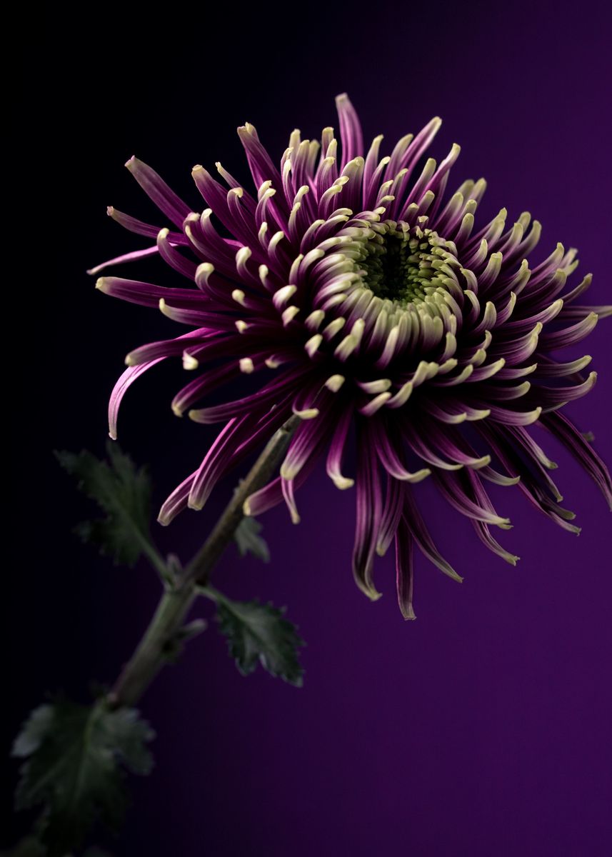 'Purple still life' Poster, picture, metal print, paint by Juri ...