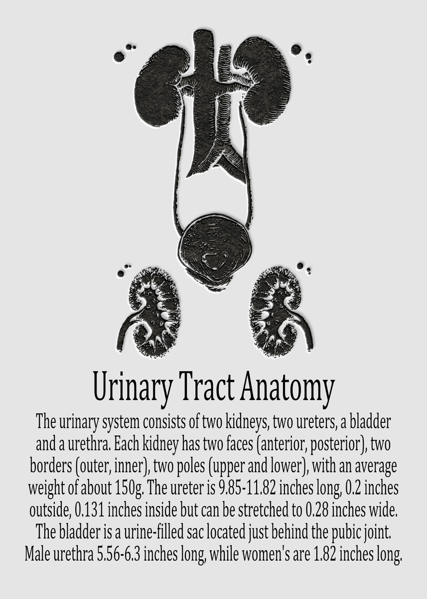 Urinary Tract Anatomy Poster By Clayborne Frank Displate