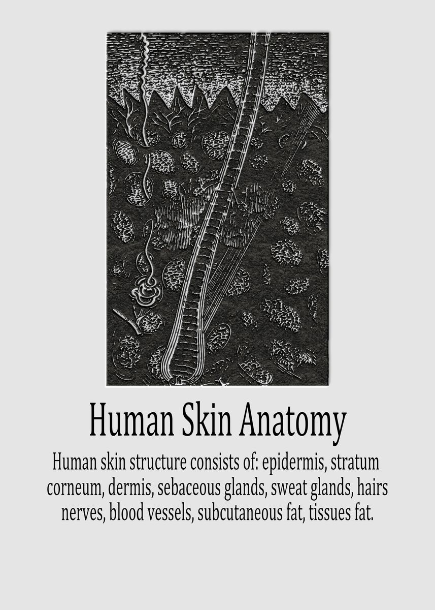'Human Skin Anatomy' Poster by Clayborne Frank | Displate