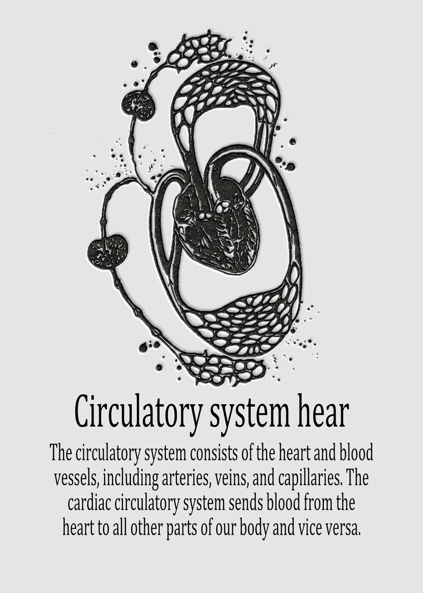 'Circulatory System Heart' Poster, picture, metal print, paint by ...