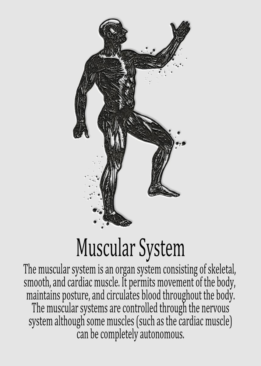 'Muscular System' Poster, picture, metal print, paint by Clayborne ...