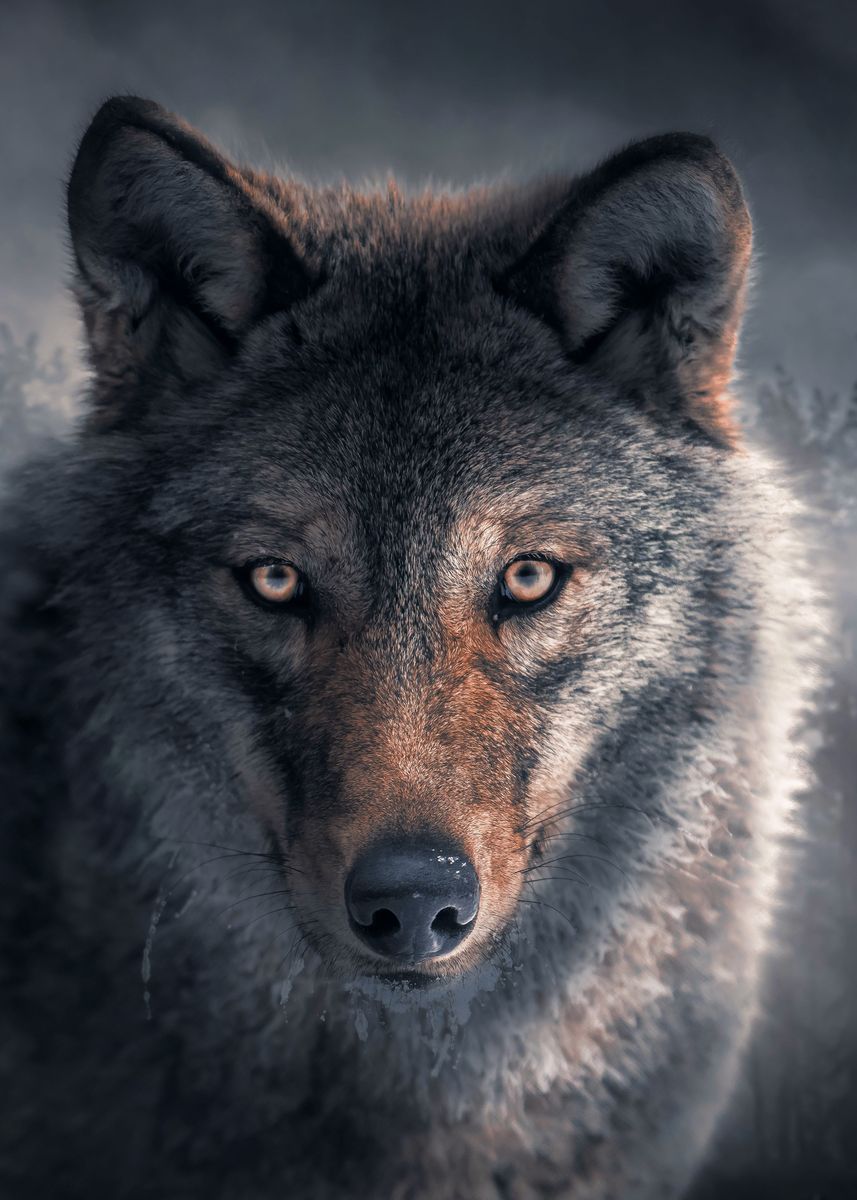 'True Wolf' Poster, picture, metal print, paint by Zenja Gammer | Displate
