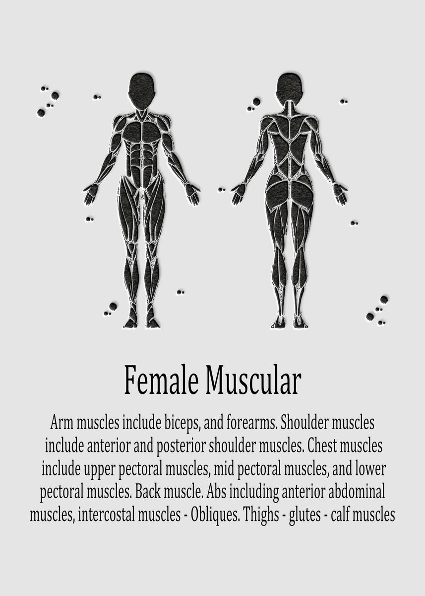 'Female Muscular' Poster, picture, metal print, paint by Clayborne ...