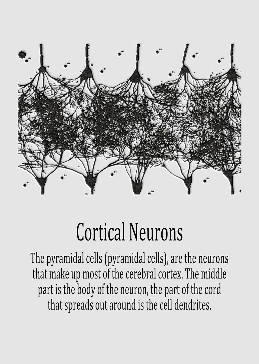 'Cortical Neurons' Poster by Clayborne Frank | Displate