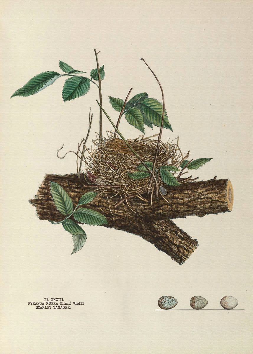 'Bird Nest Posters' Poster, picture, metal print, paint by EM STUDIO ...