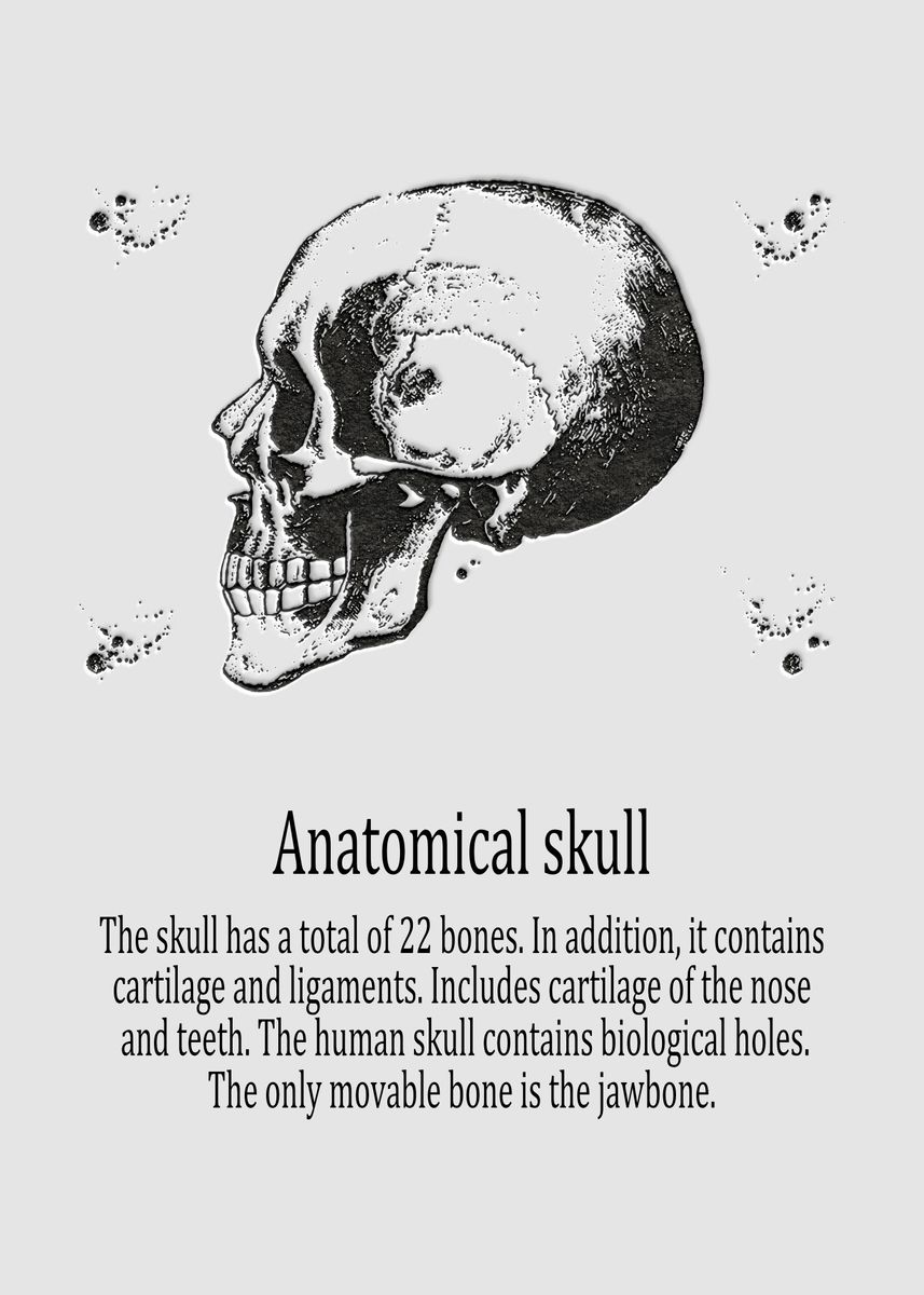 'Anatomical skull' Poster by Clayborne Frank | Displate