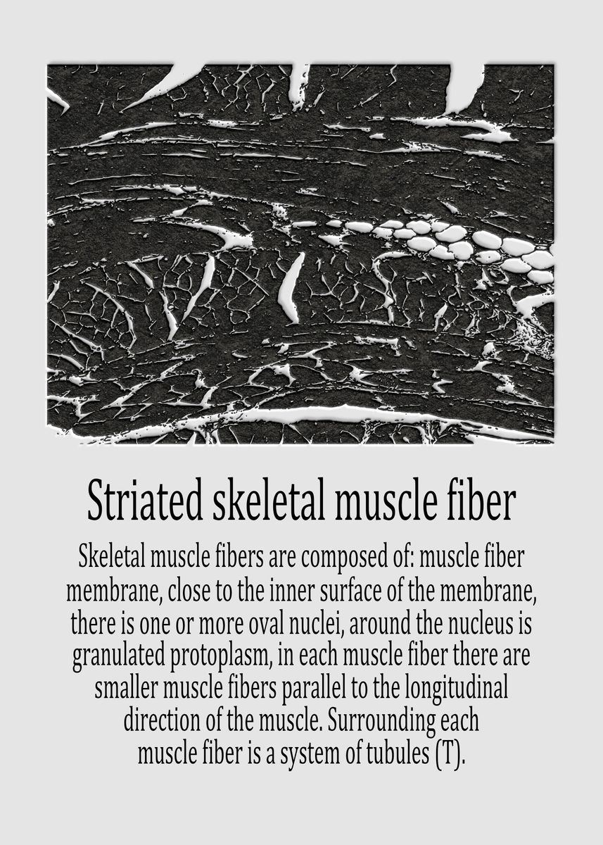 'Striated skeletal muscle ' Poster, picture, metal print, paint by ...