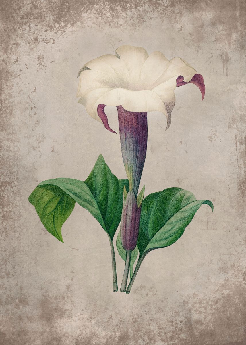 'Datura' Poster, picture, metal print, paint by XandYart | Displate