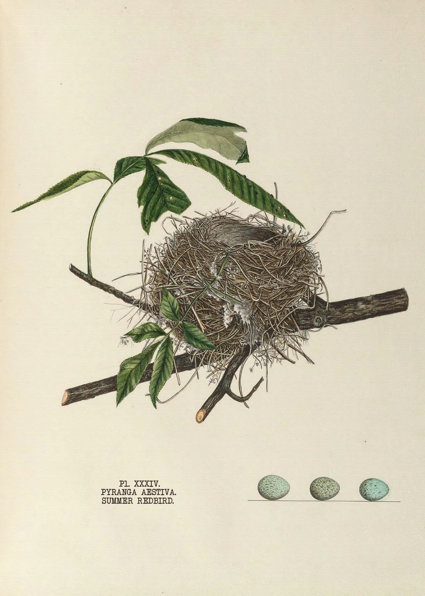 'Bird Nest Posters' Poster, picture, metal print, paint by EM STUDIO ...