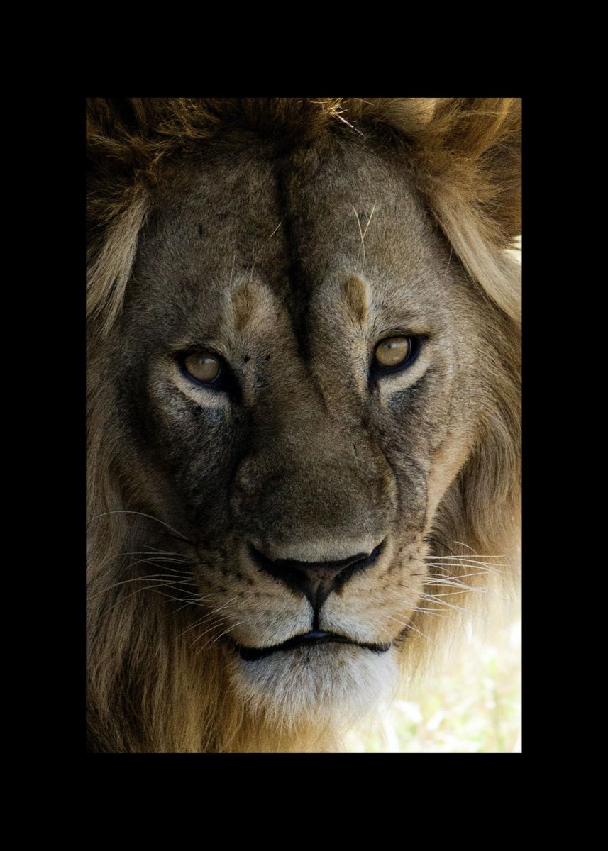 'Lion' Poster by Sebastian Wünsche | Displate