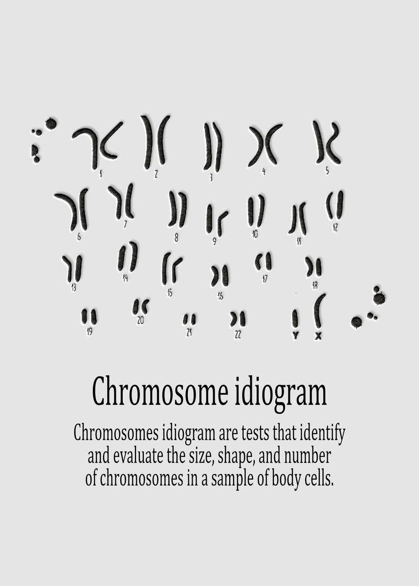'Chromosome idiogram' Poster by Clayborne Frank | Displate