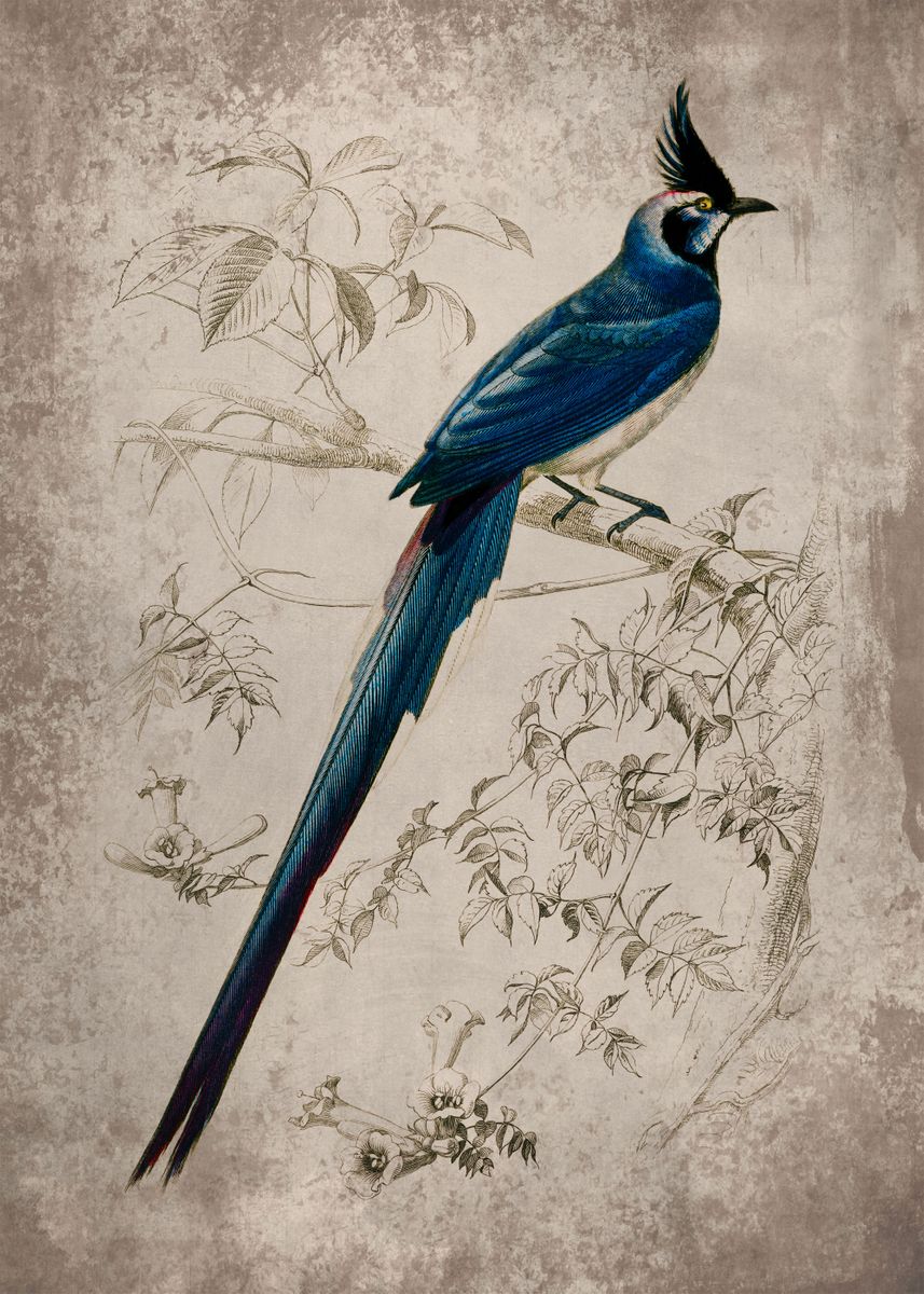 'Black throated magpie jay' Poster by XandYart | Displate