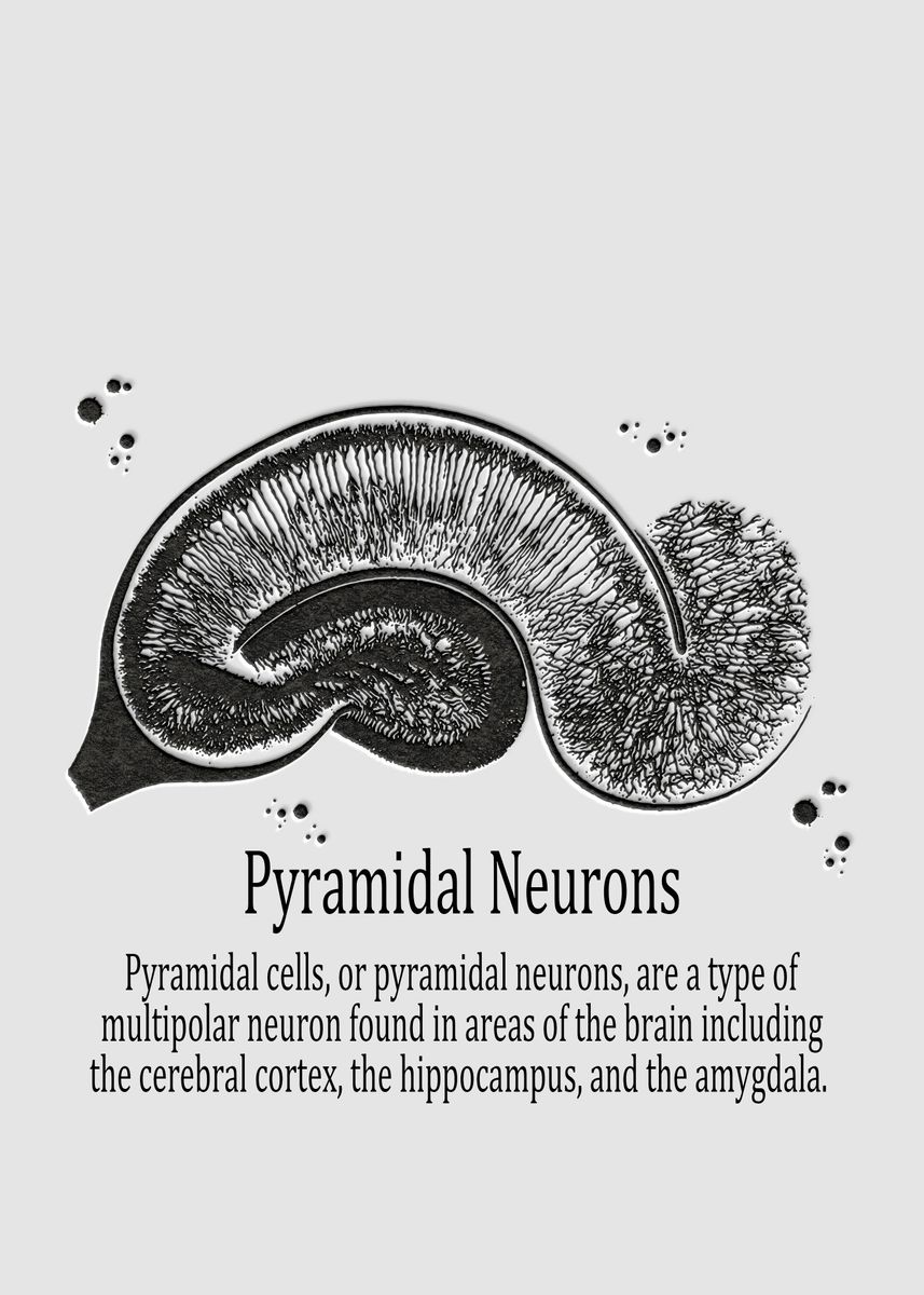 'Pyramidal Neurons' Poster, picture, metal print, paint by Clayborne ...