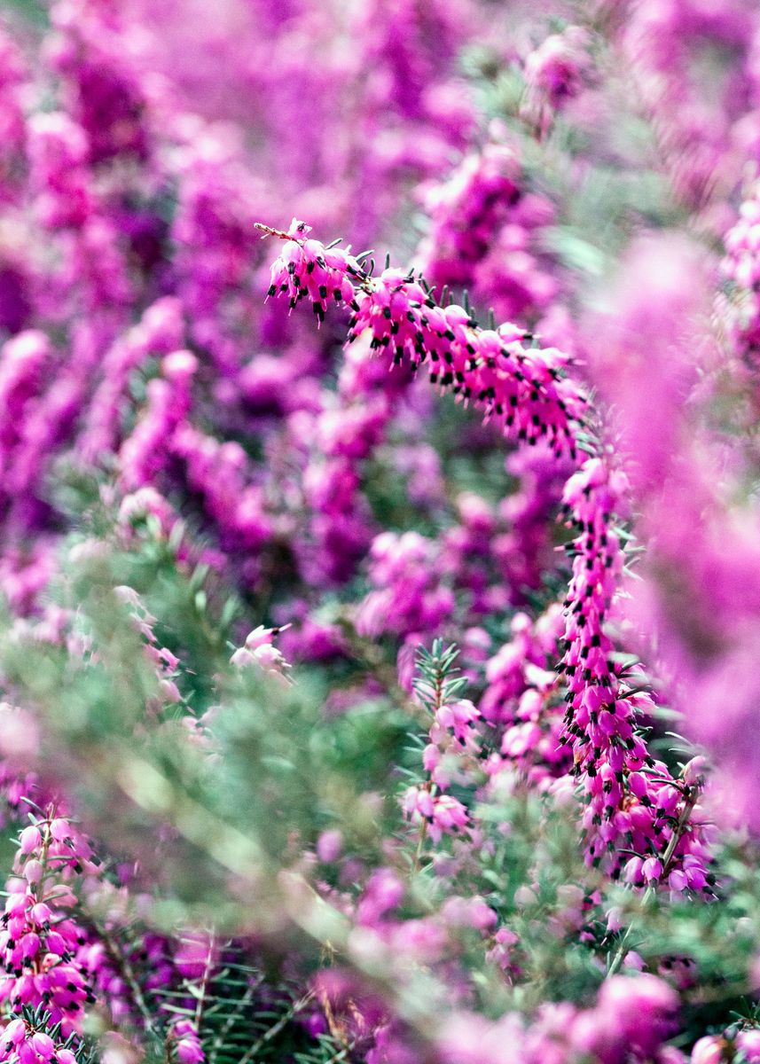'Pink Heath II' Poster, picture, metal print, paint by Nikol Tsenkova ...