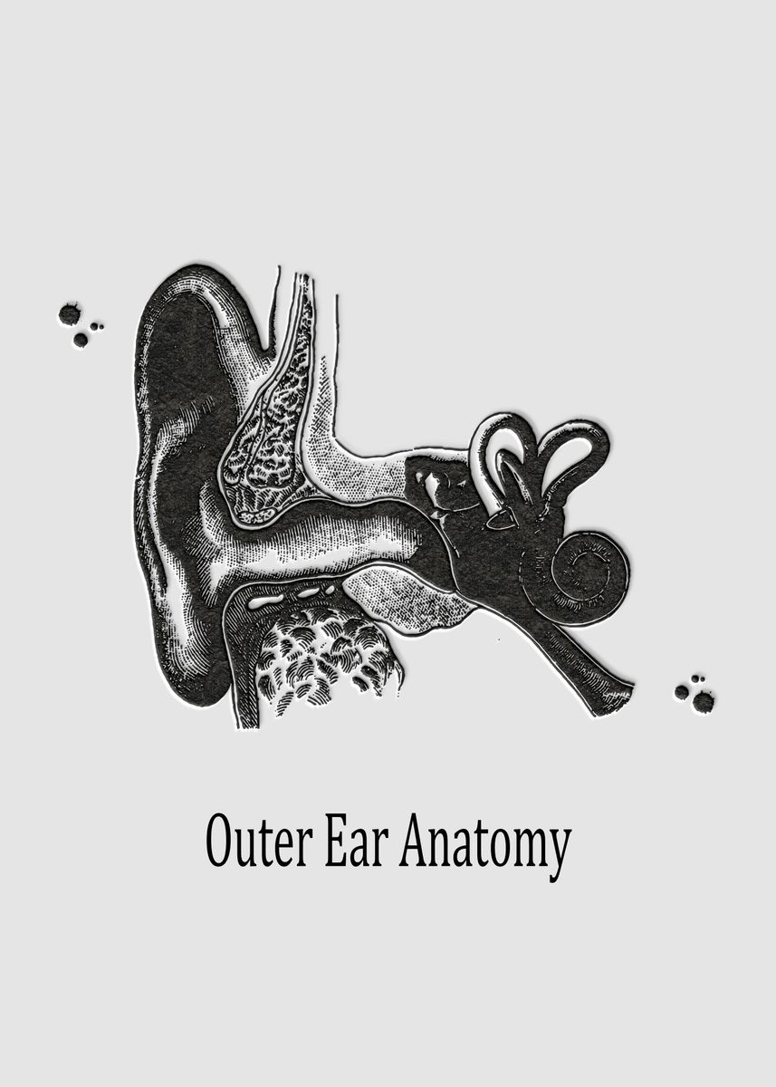 'Outer Ear Anatomy' Poster, picture, metal print, paint by Clayborne ...