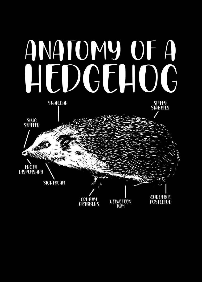 'Anatomy of a hedgehogs' Poster, picture, metal print, paint by BeMi ...