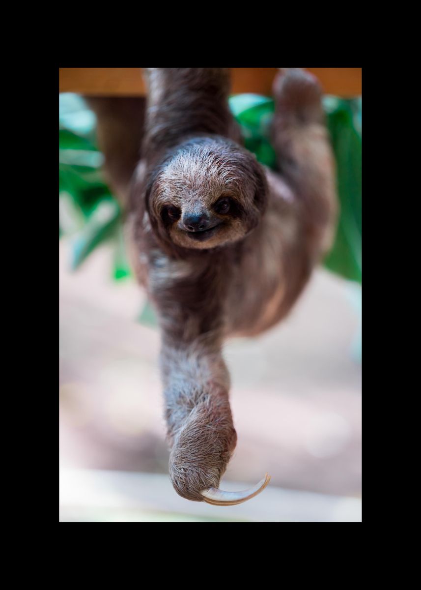 'Sloth' Poster, picture, metal print, paint by Sebastian Wünsche | Displate